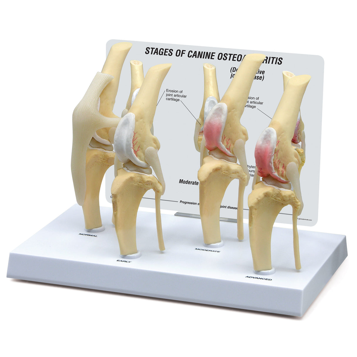 4-Stage Canine Knee Model Set – GPI 3D Anatomy