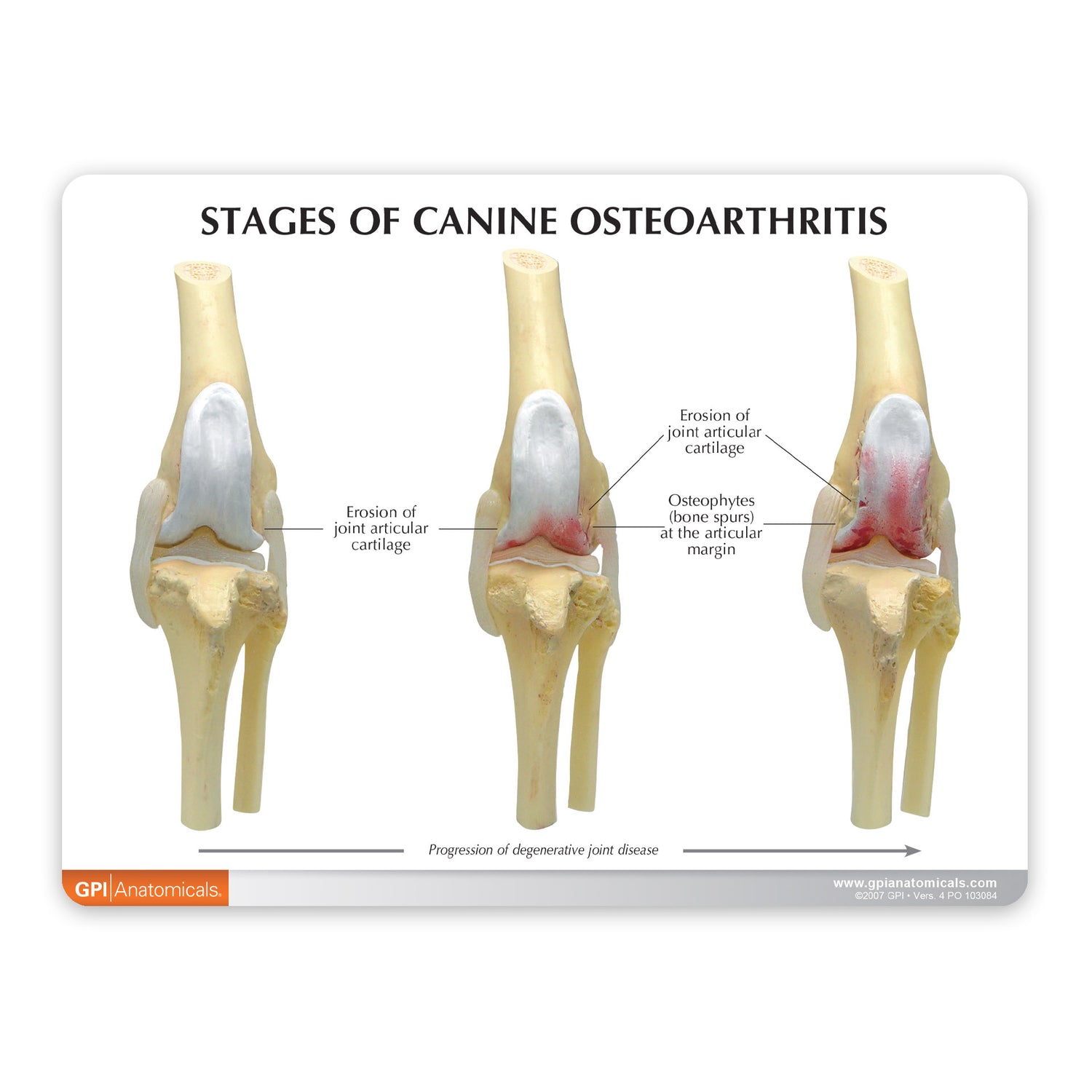 4-Stage Canine Knee Model Set – GPI 3D Anatomy