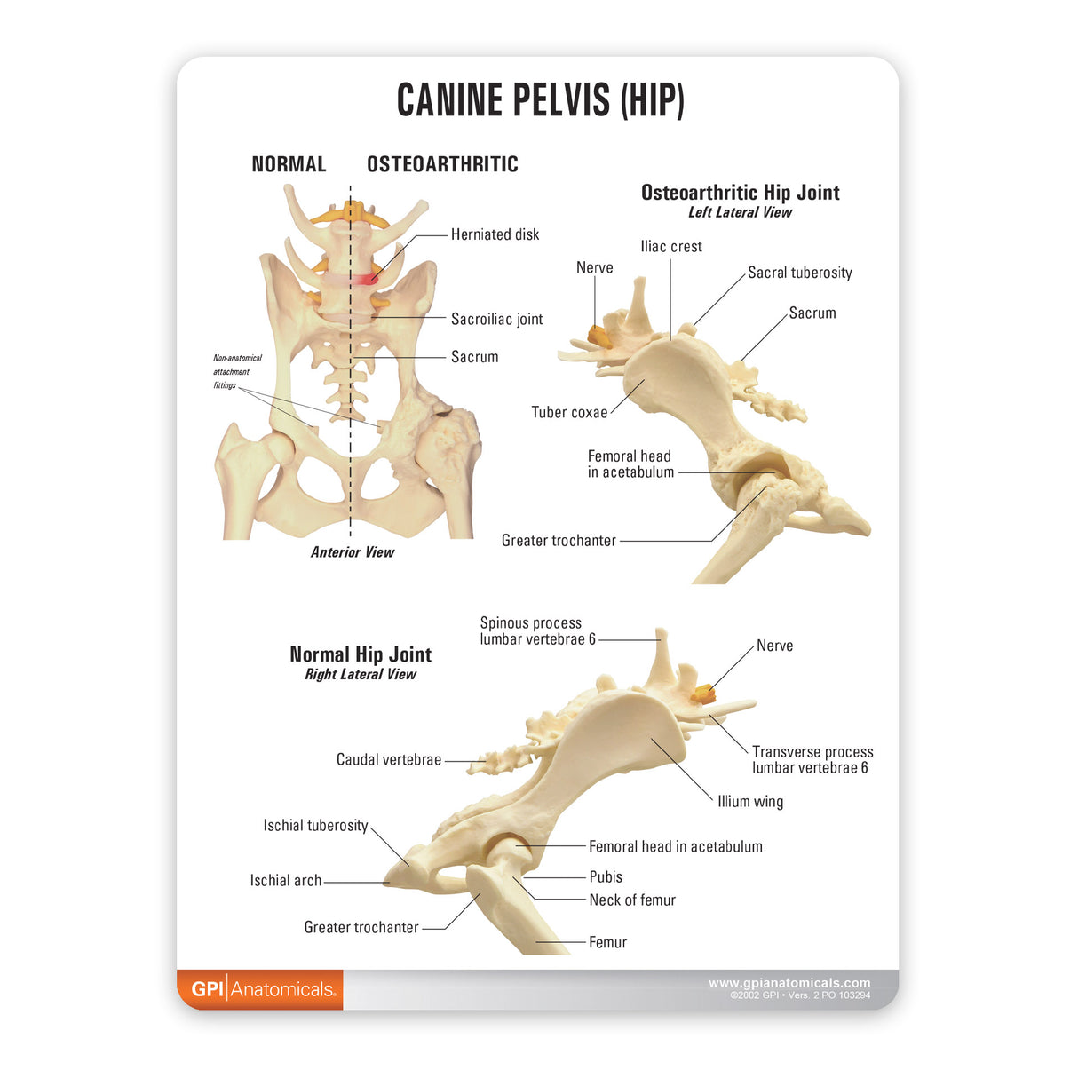 Canine Pelvis Model – GPI 3D Anatomy