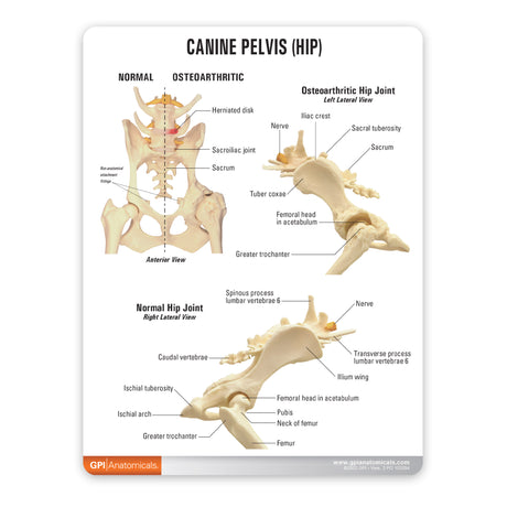 Canine Pelvis Model – GPI 3D Anatomy