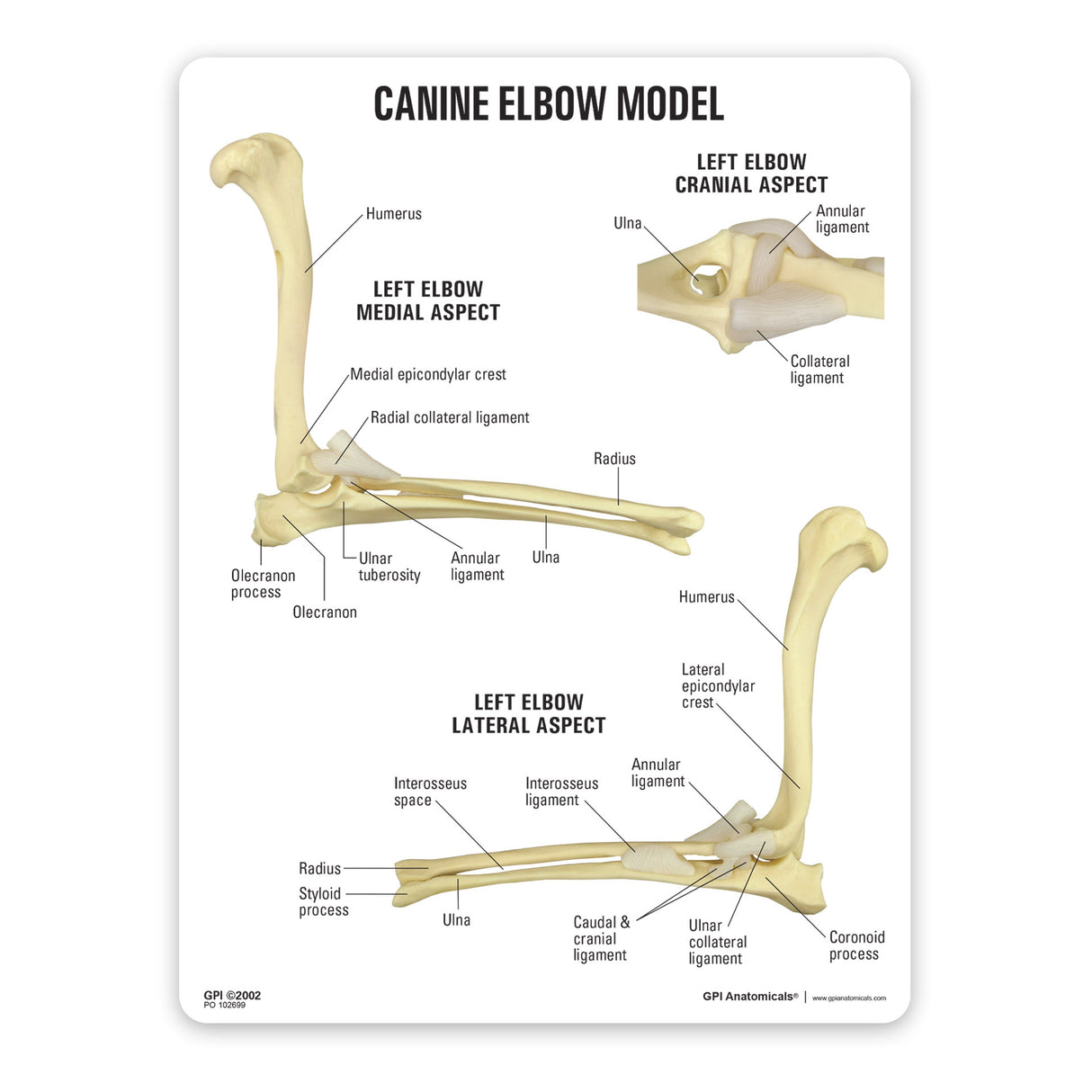 Canine Elbow Model – GPI 3D Anatomy