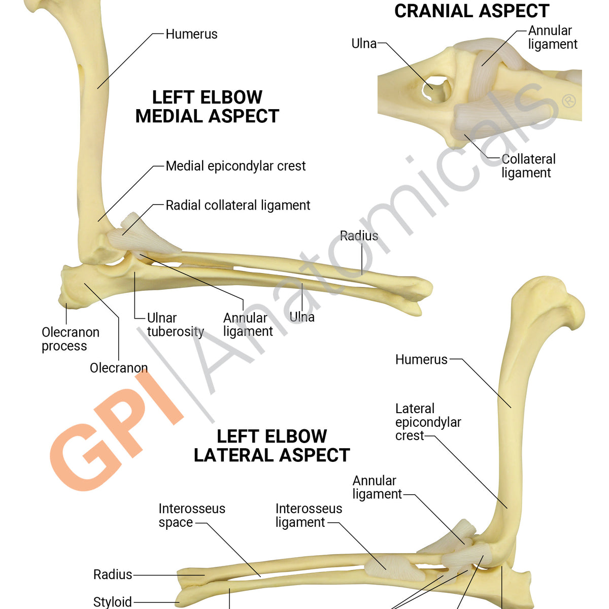 Canine Elbow Education Card – GPI 3D Anatomy