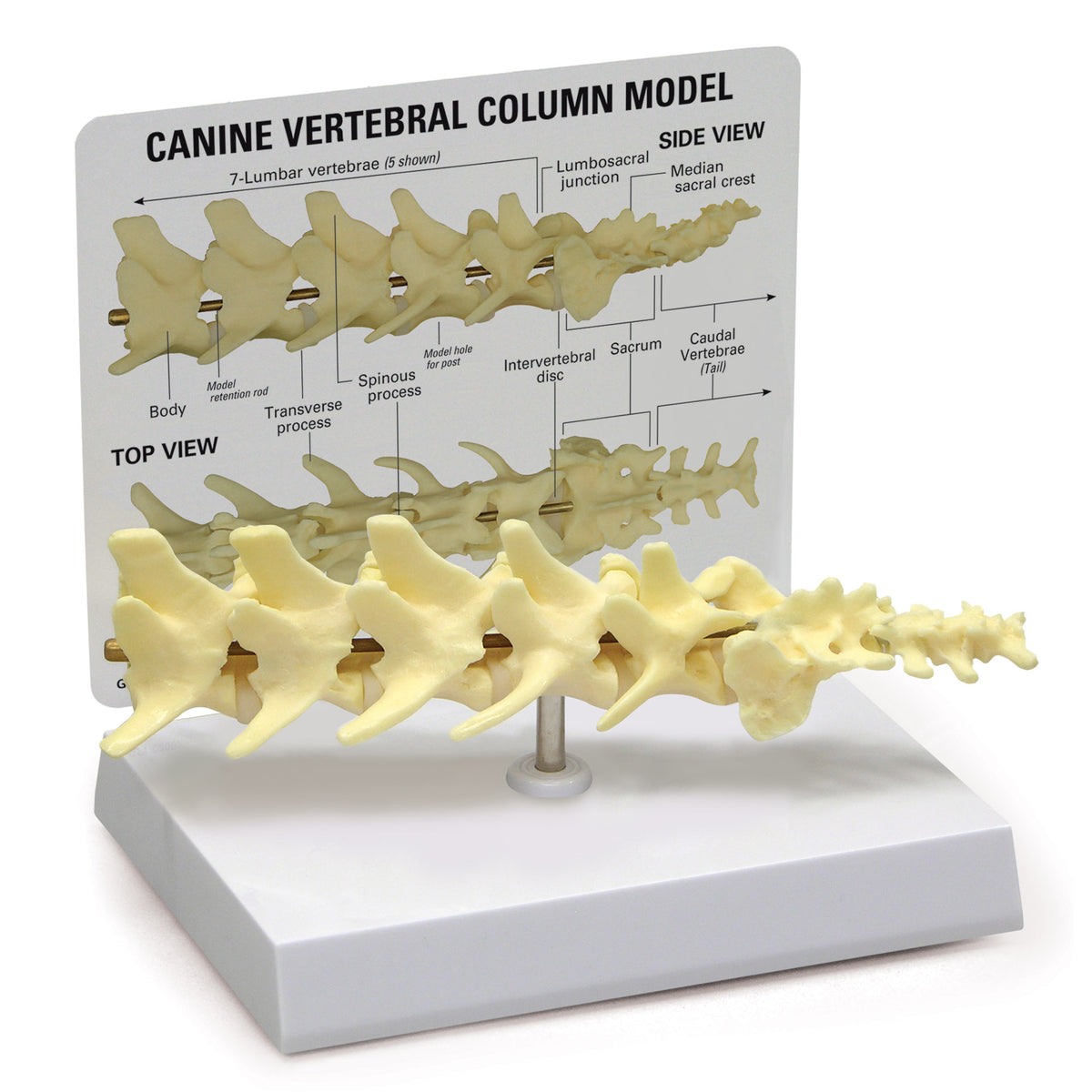 Canine Vertebral Column Model – GPI 3D Anatomy