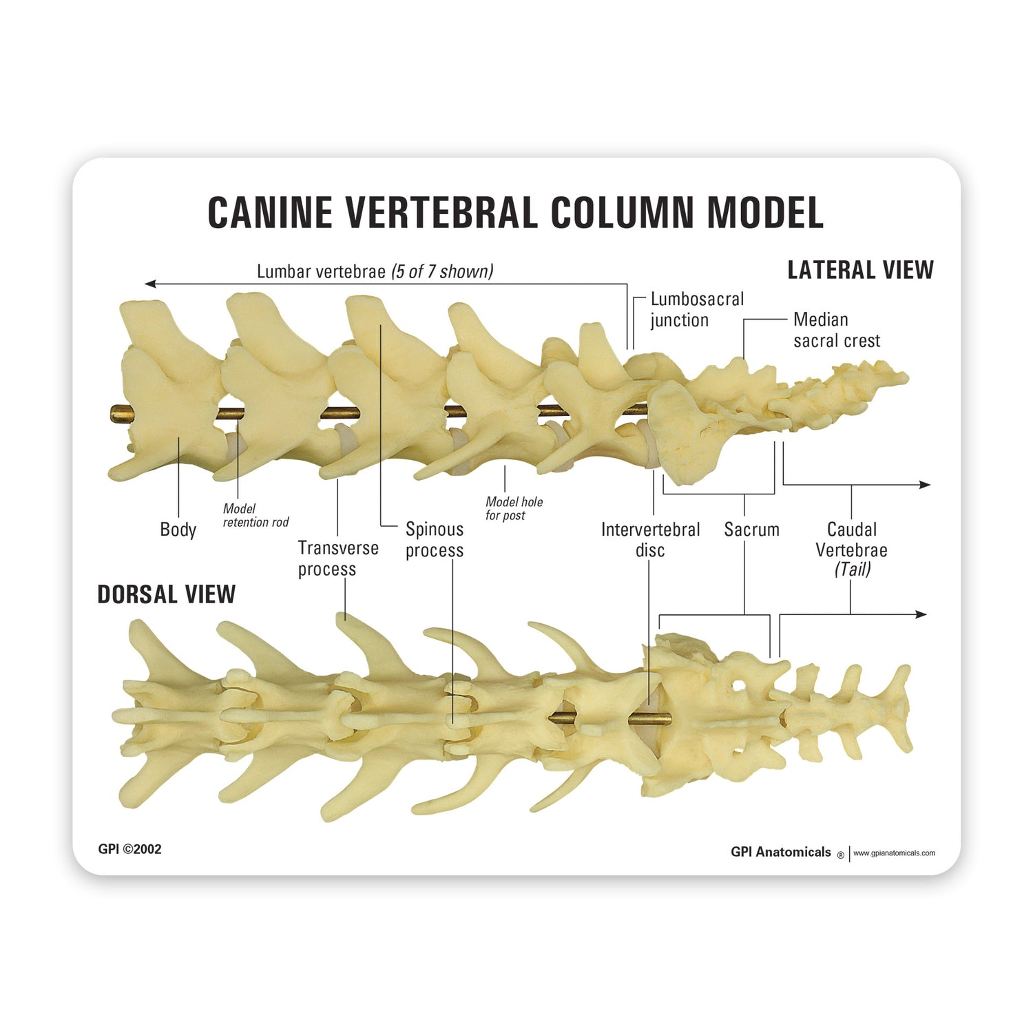 Canine Vertebral Column Model – GPI 3D Anatomy