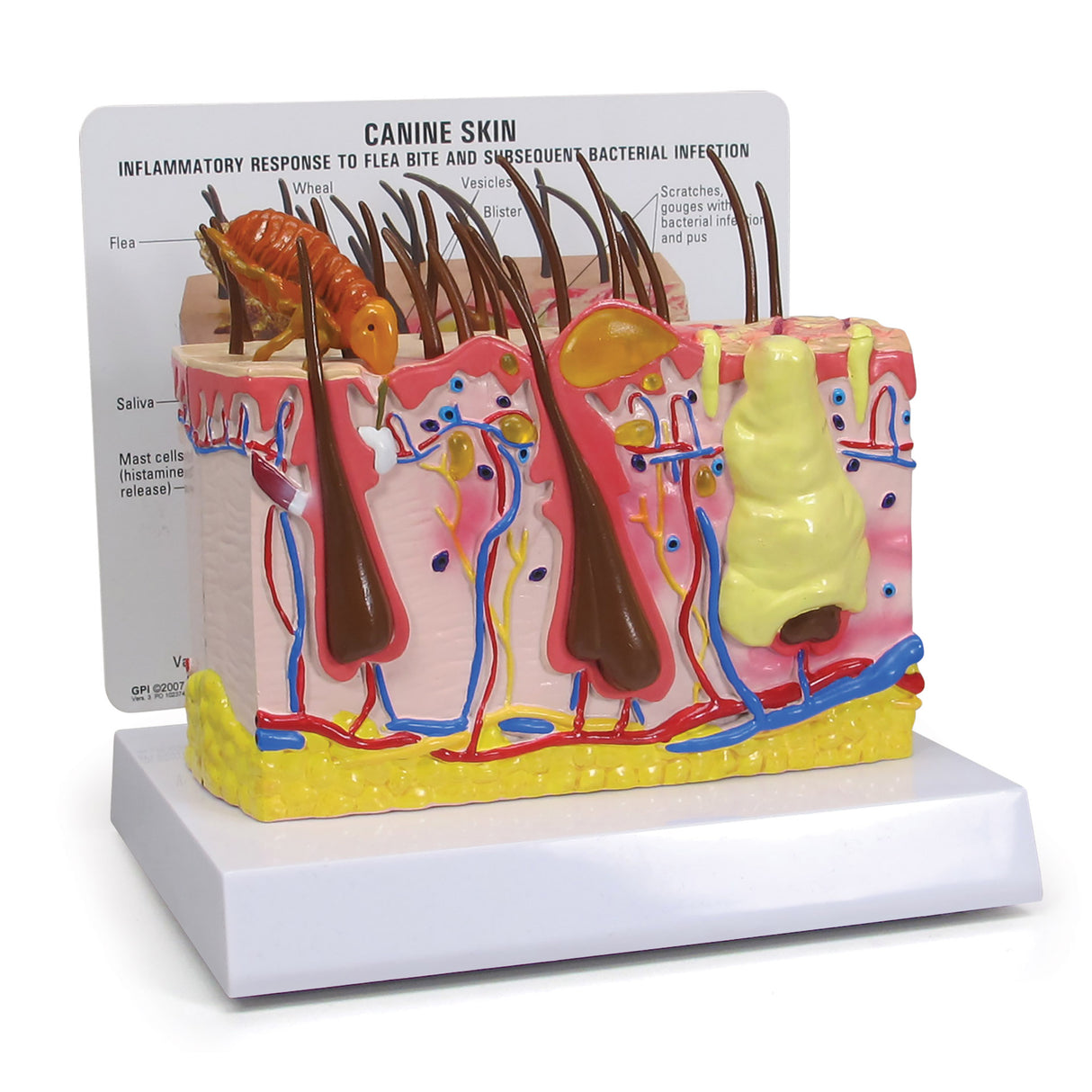 Canine Skin Model with Flea Bite – GPI 3D Anatomy
