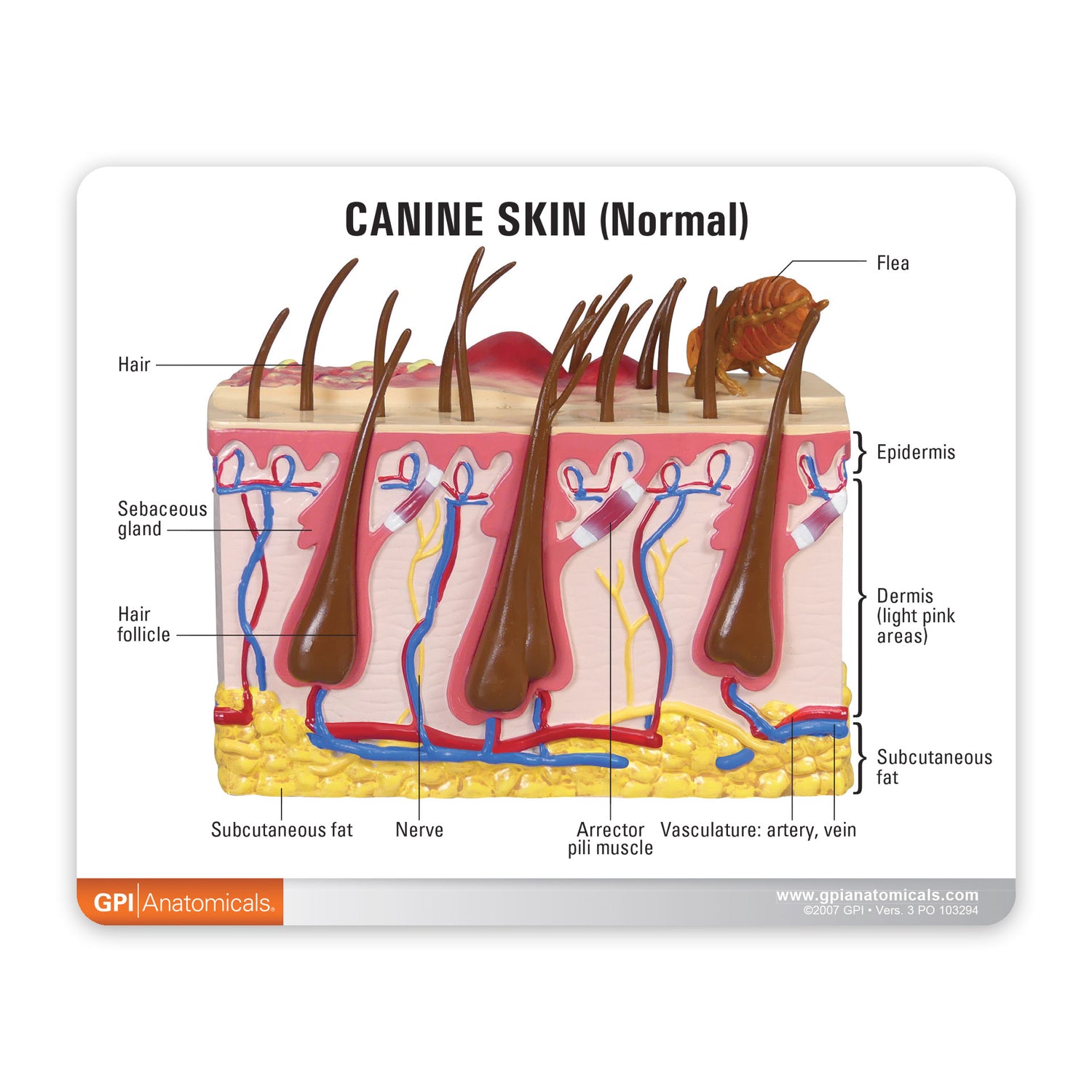 Canine Skin Model with Flea Bite – GPI 3D Anatomy