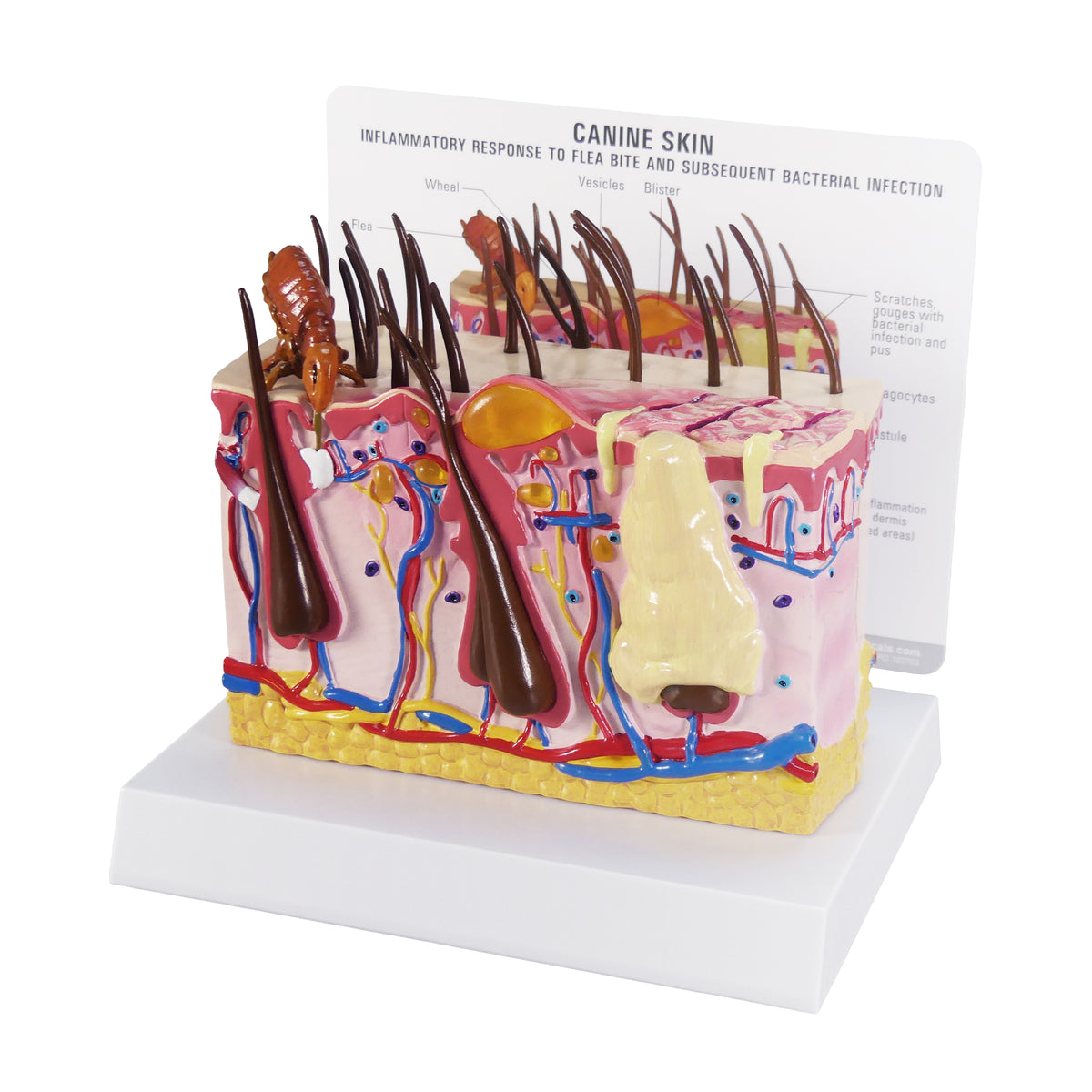 Canine Skin Model with Flea Bite – GPI 3D Anatomy