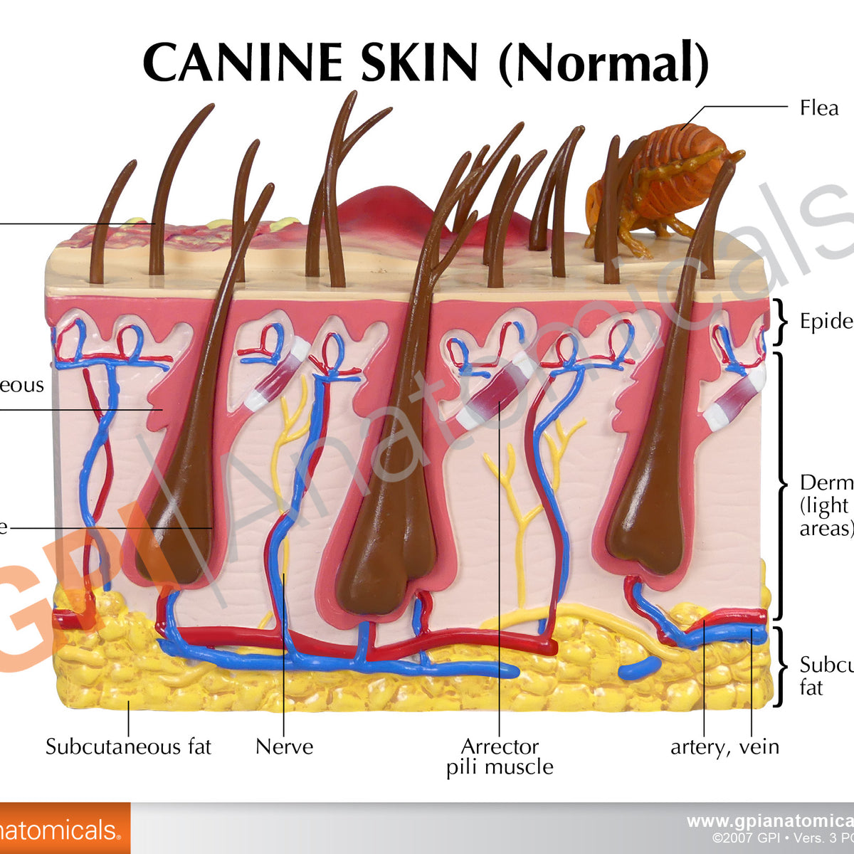 Canine Skin Education Card – GPI 3D Anatomy