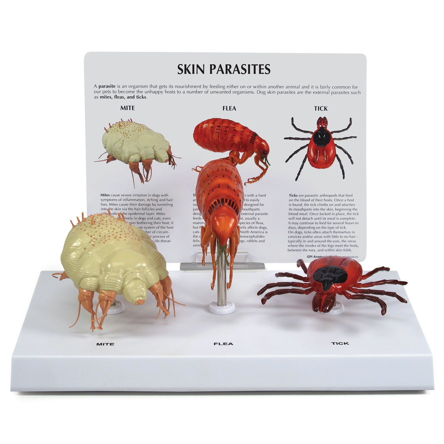Canine Skin Parasites Model – GPI 3D Anatomy