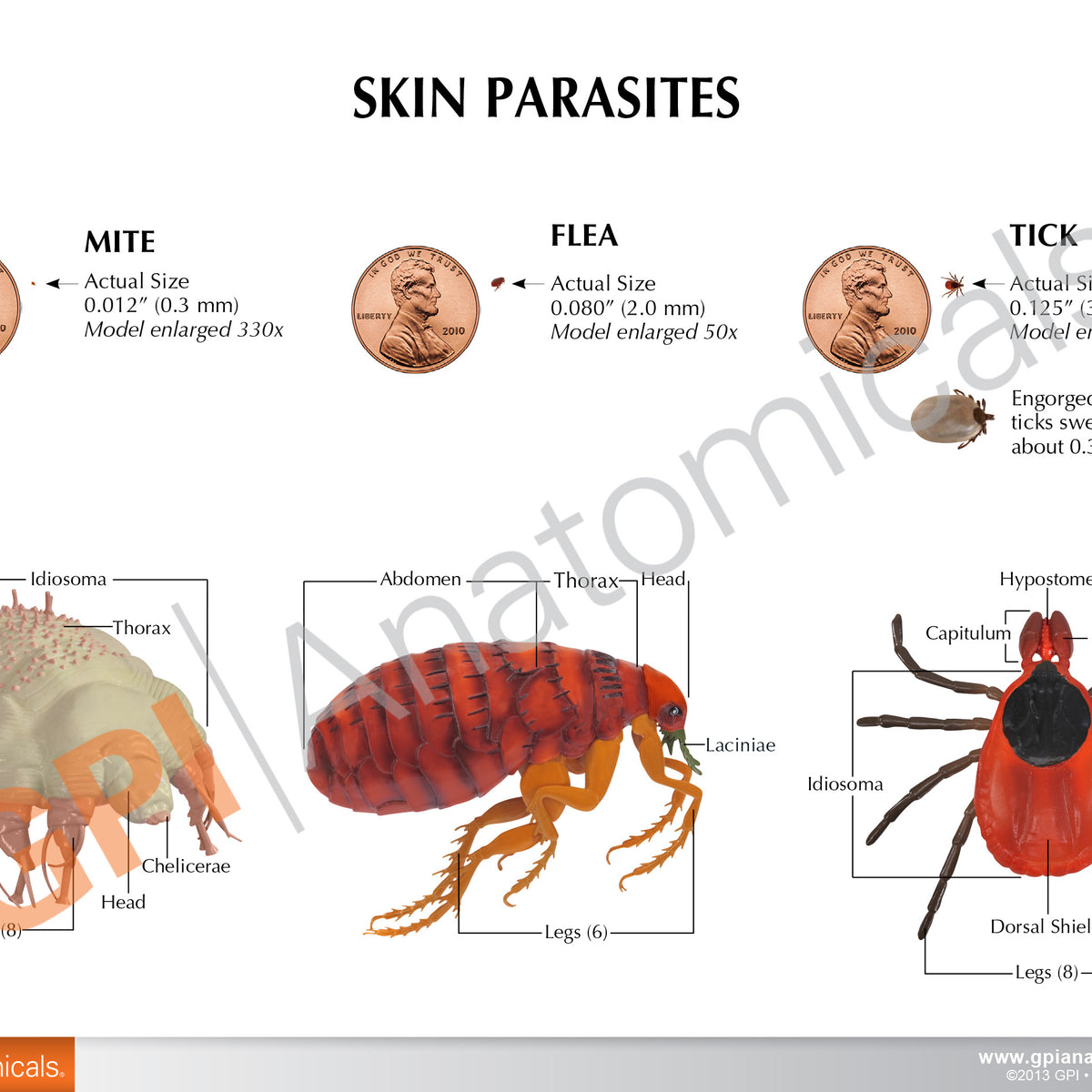 Canine Skin Parasites Education Card – GPI 3D Anatomy