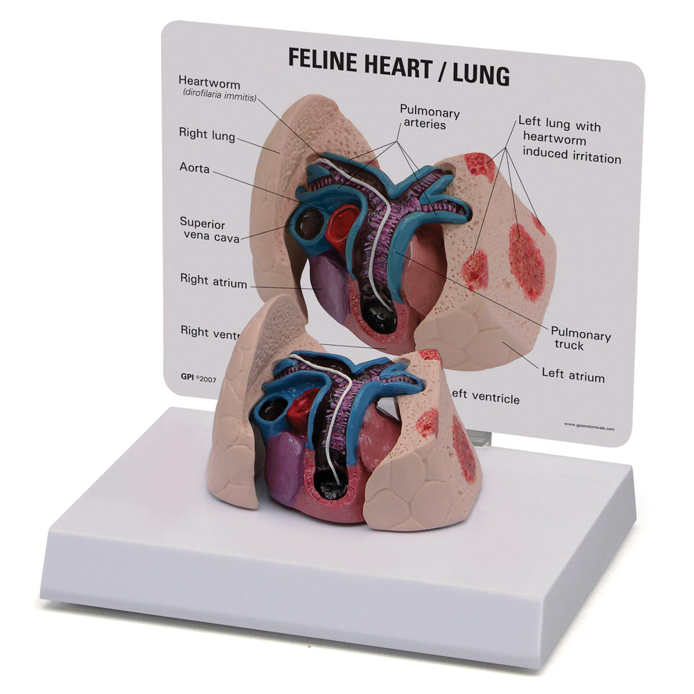 Feline Heart and Lungs Education Card – GPI 3D Anatomy