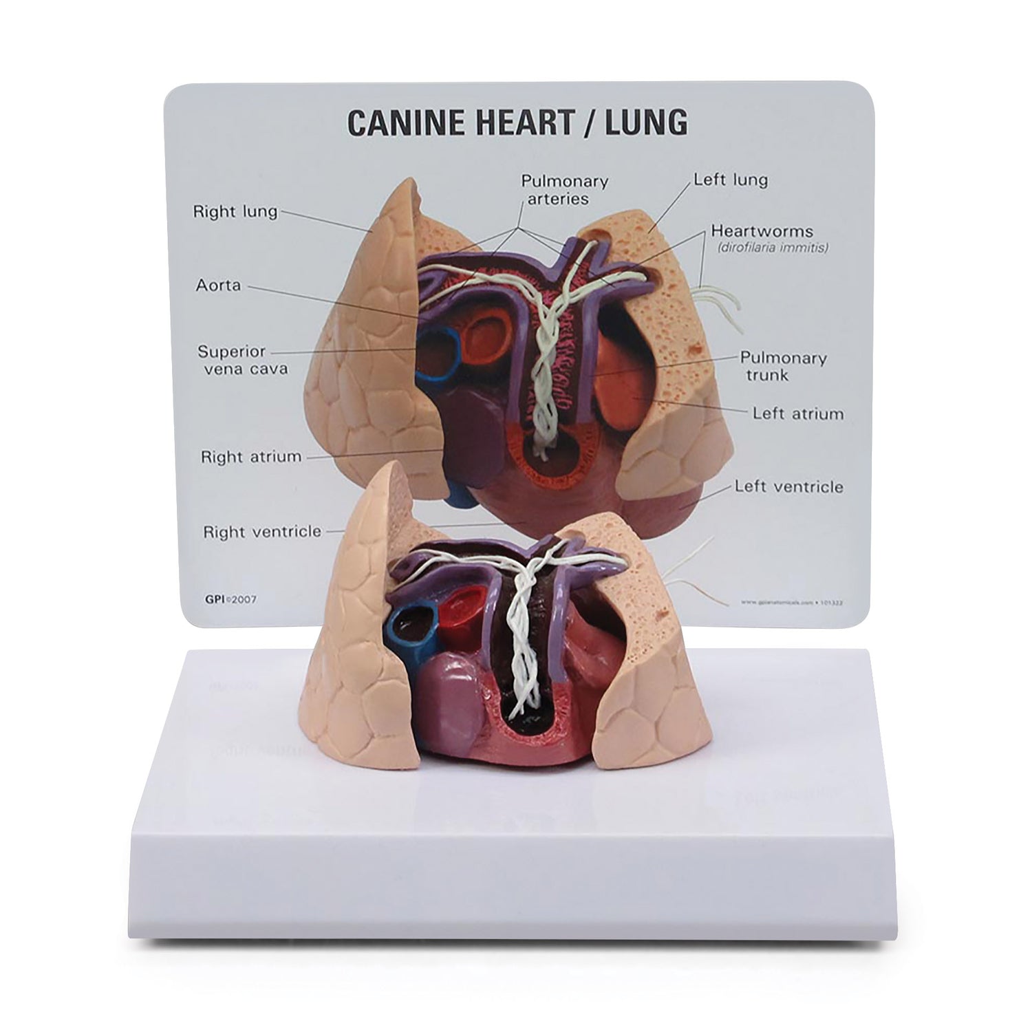 Canine Heart and Lungs Model – GPI 3D Anatomy