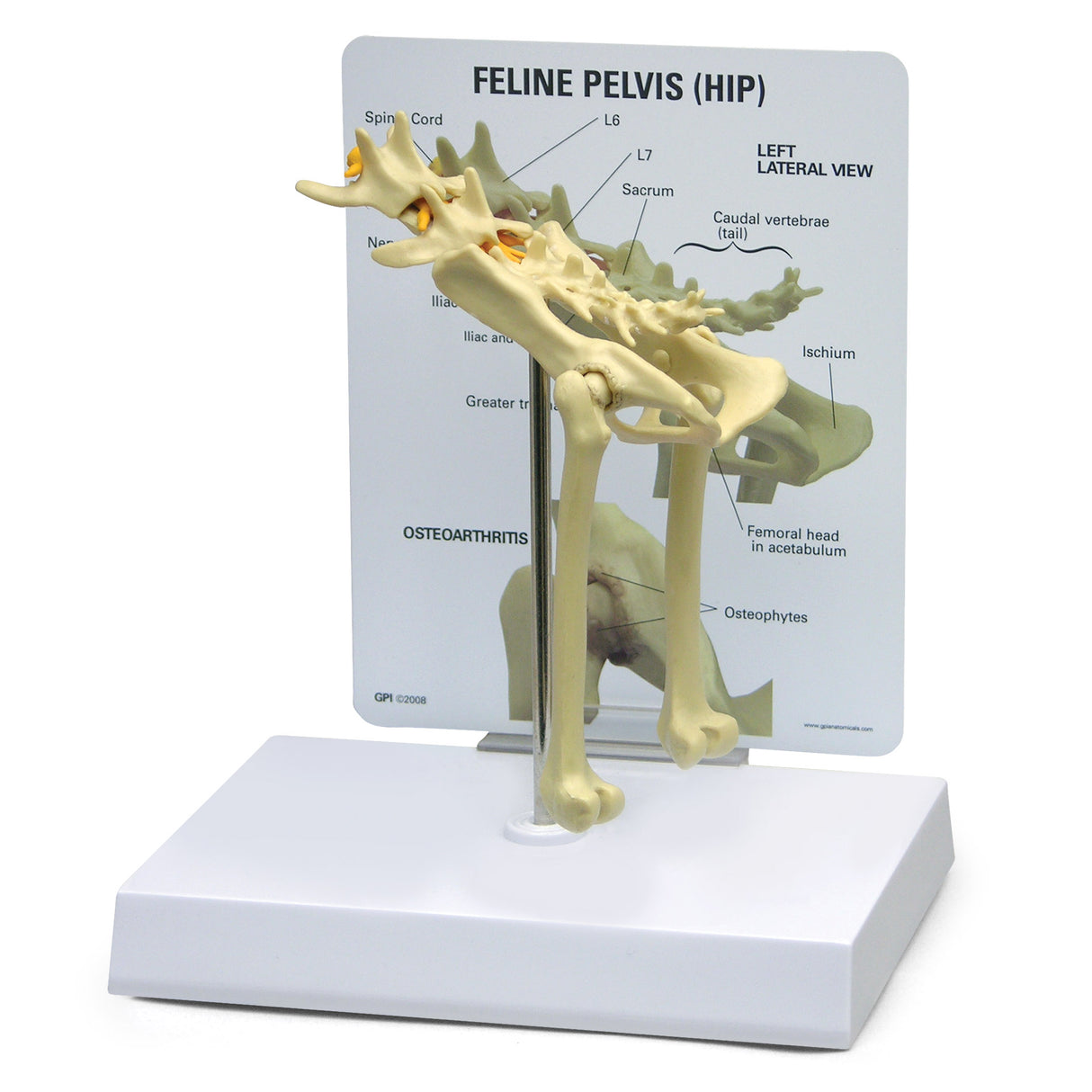Feline Pelvis (Hip) Model – GPI 3D Anatomy