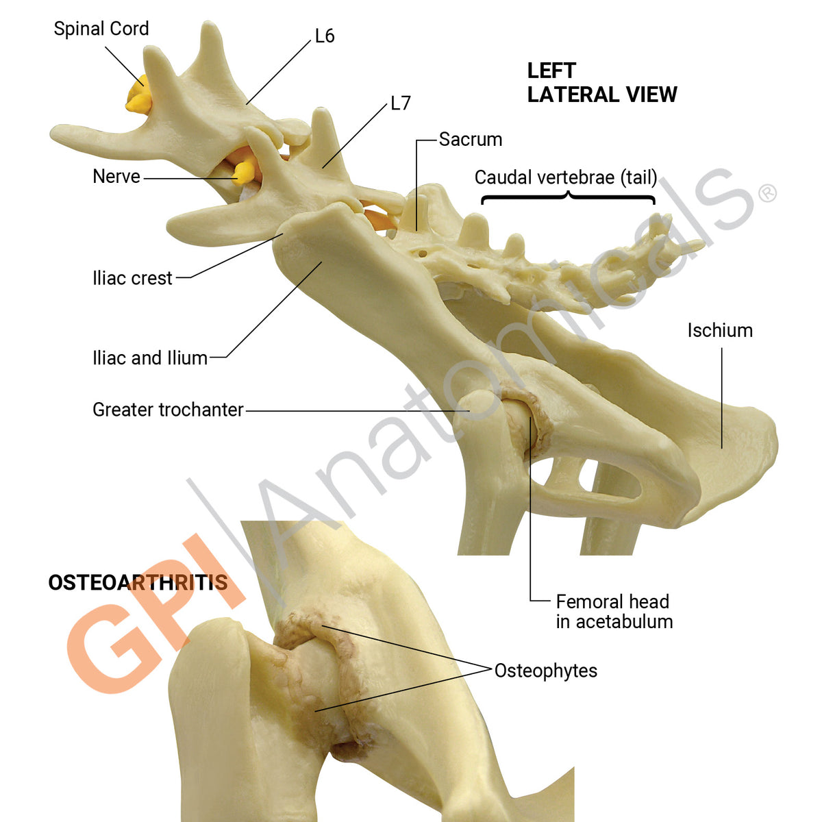 Feline Pelvis (Hip) Education Card – GPI 3D Anatomy