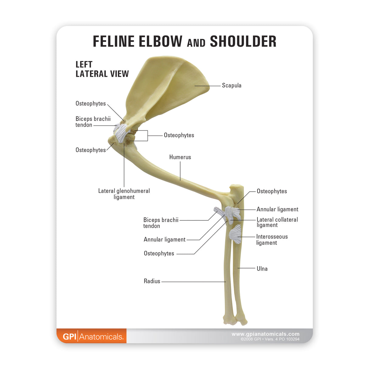 Feline Elbow and Shoulder Joint Model – GPI 3D Anatomy