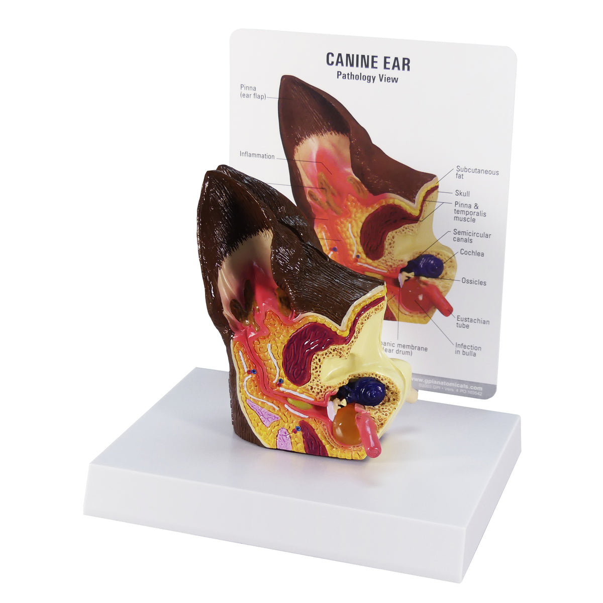 Canine Ear Model – GPI 3D Anatomy