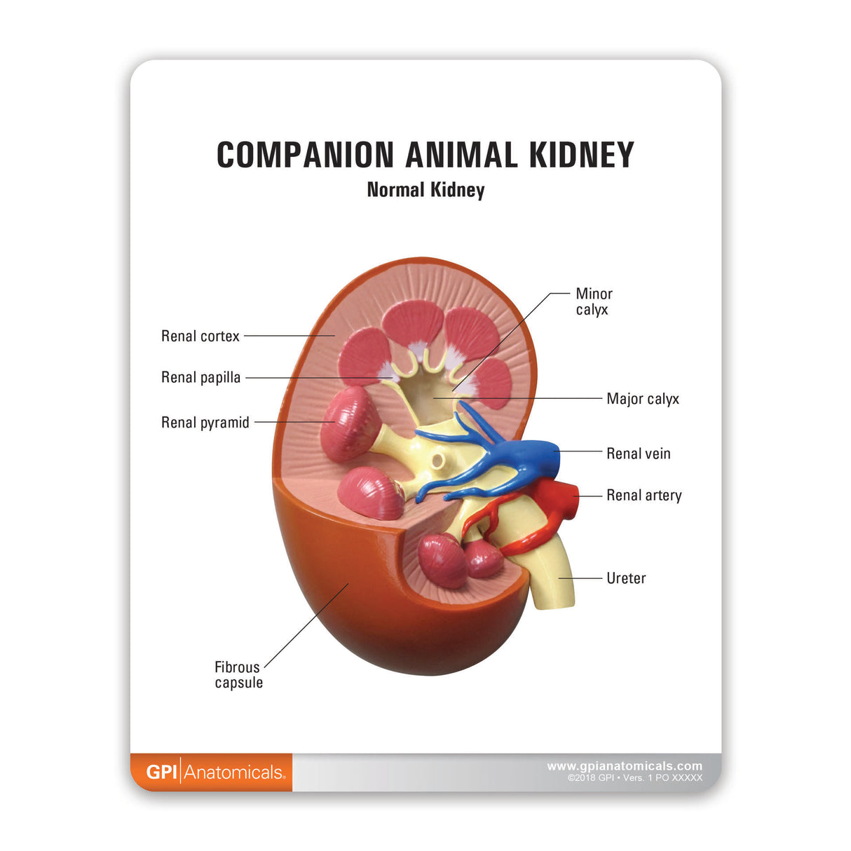 2-Piece Animal Kidney Model – GPI 3D Anatomy
