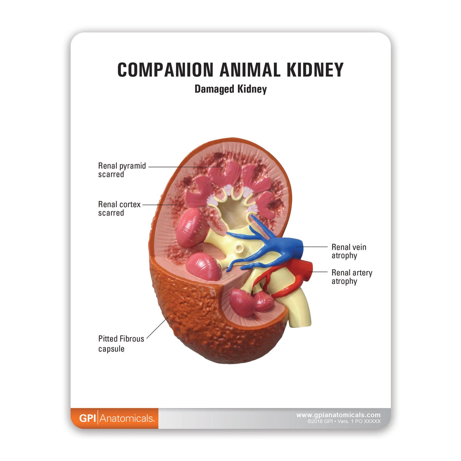 2-Piece Animal Kidney Model – GPI 3D Anatomy