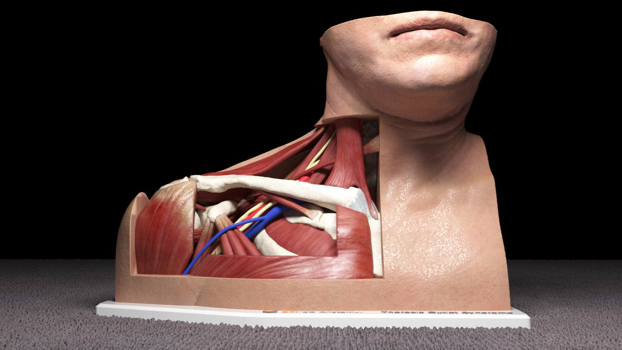 Custom 3D Anatomy Models | Thoracic Outlet Syndrome (TOS) | Thoracic ...