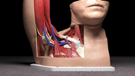 Custom 3D Anatomy Models | Thoracic Outlet Syndrome (TOS) | Thoracic ...