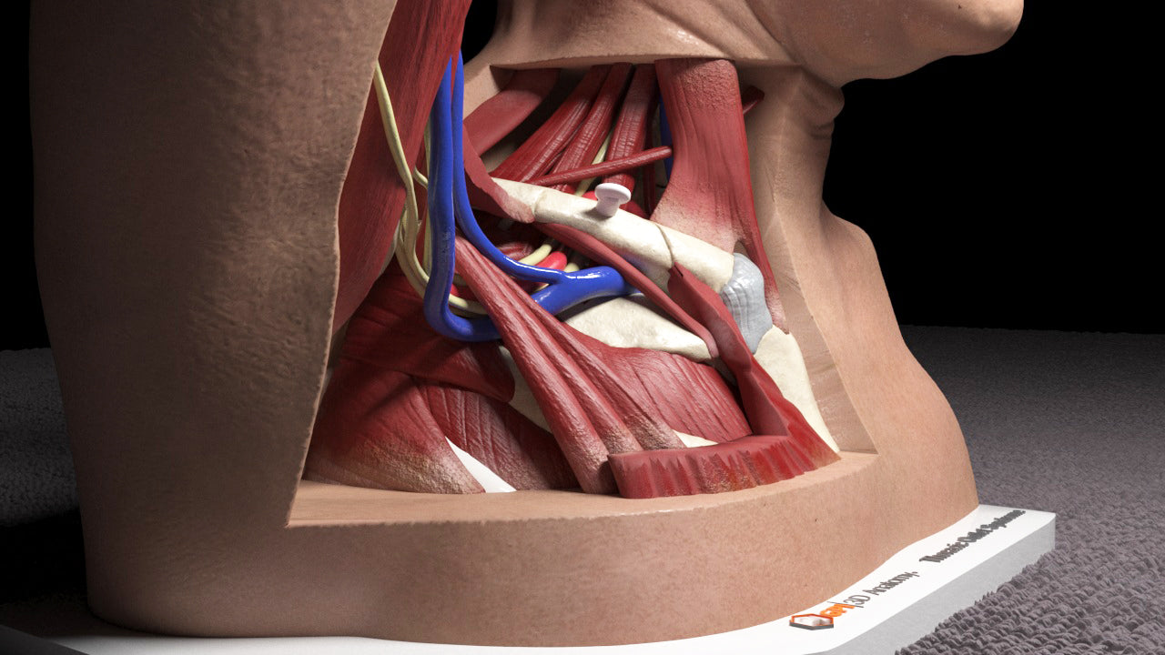 Custom 3D Anatomy Models | Thoracic Outlet Syndrome (TOS) | Thoracic ...