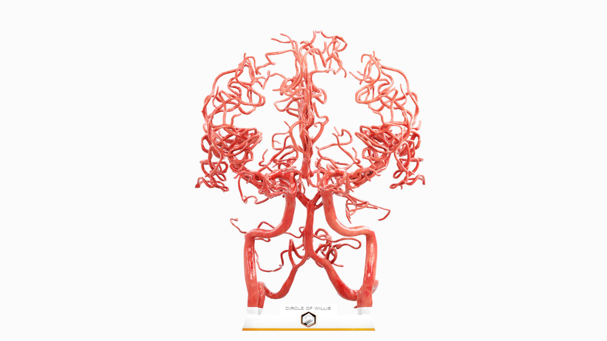 Custom 3D Anatomy Models | Circle of Willis | Brain – GPI 3D Anatomy