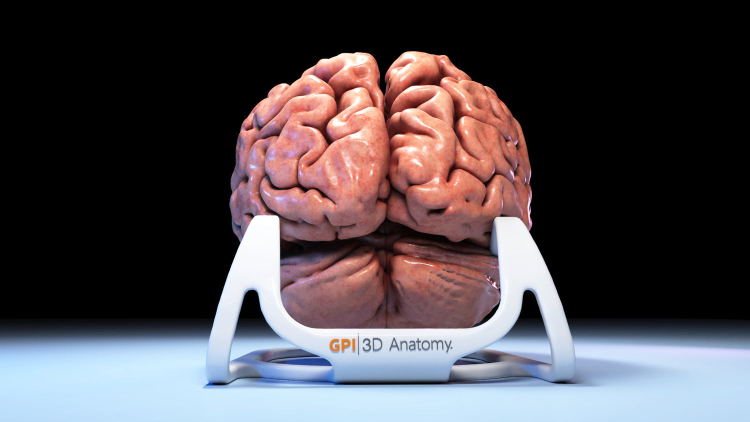 Custom 3D Anatomy Models | Adult Brain | Cerebellum | Cerebrum ...