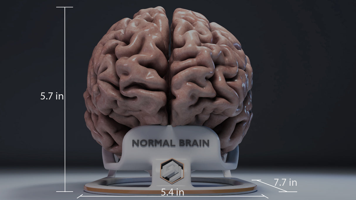Custom 3D Anatomy Models | Adult Brain | Cerebellum | Cerebrum ...