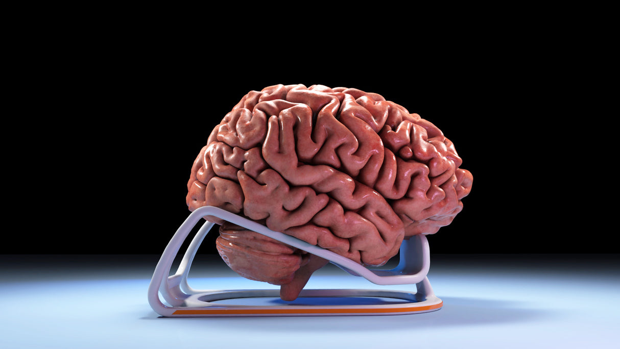Custom 3D Anatomy Models | Adult Brain | Cerebellum | Cerebrum ...