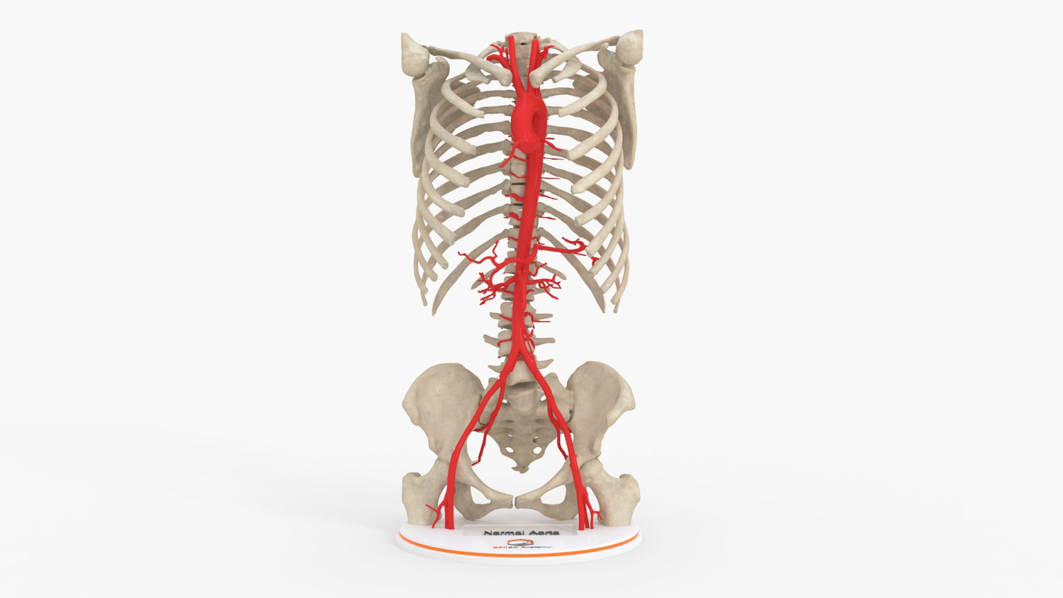 Custom 3D Anatomy Models | Aorta | Aortic Valve | Aortic Arch ...