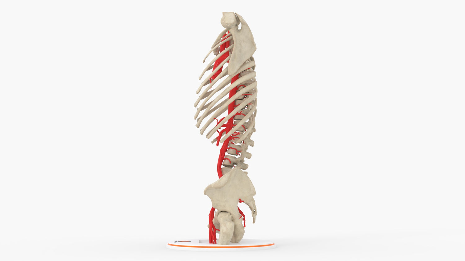 Custom 3D Anatomy Models | Aorta | Aortic Valve | Aortic Arch ...