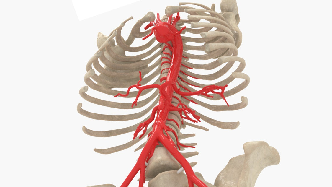 Custom 3D Anatomy Models | Aorta | Aortic Valve | Aortic Arch ...