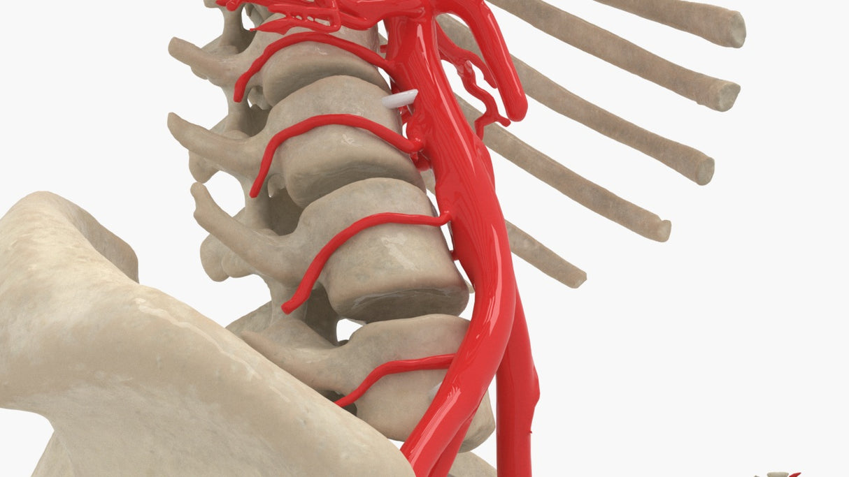 Custom 3D Anatomy Models | Aorta | Aortic Valve | Aortic Arch ...