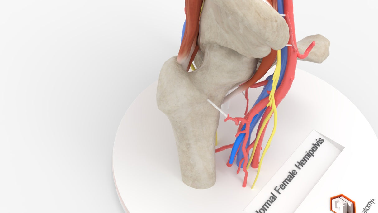 Custom 3D Anatomy Models | Normal Female Hemipelvis | Orthopedic ...