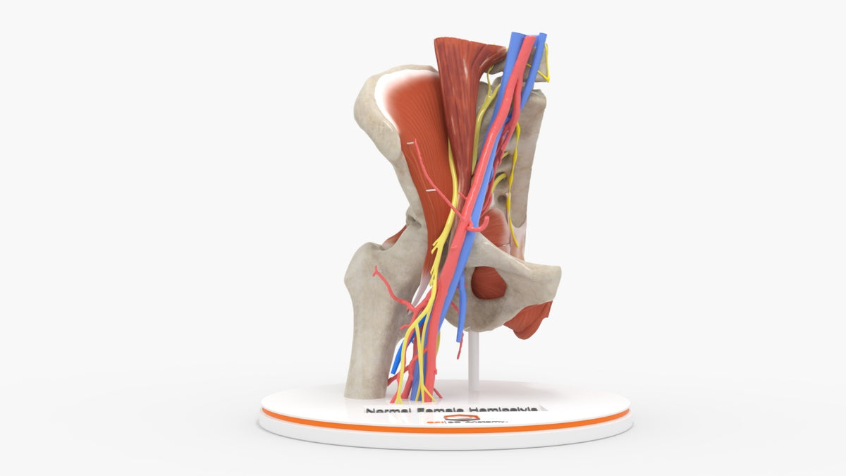 Custom 3D Anatomy Models | Normal Female Hemipelvis | Orthopedic ...