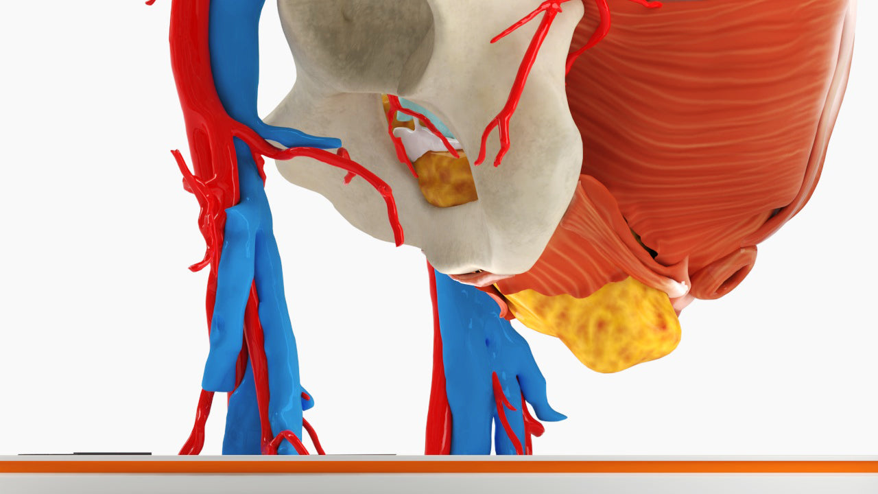 Custom 3D Anatomy Models | Perineal Hernia | Pelvic Floor Dysfunction ...
