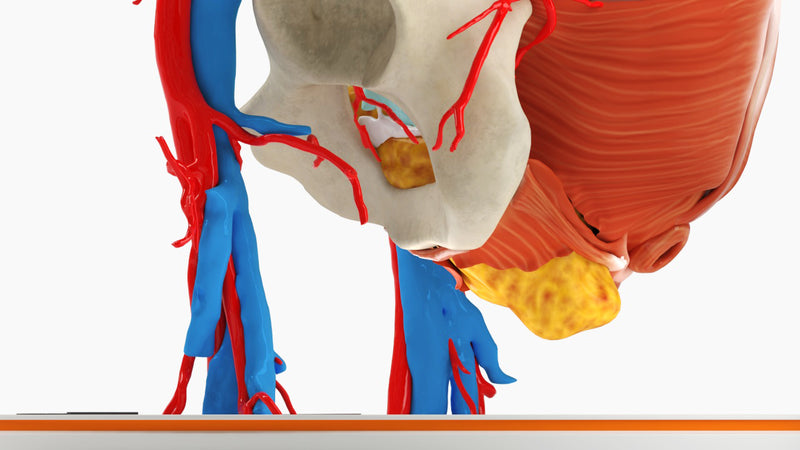 Custom 3D Anatomy Models | Perineal Hernia | Pelvic Floor Dysfunction ...