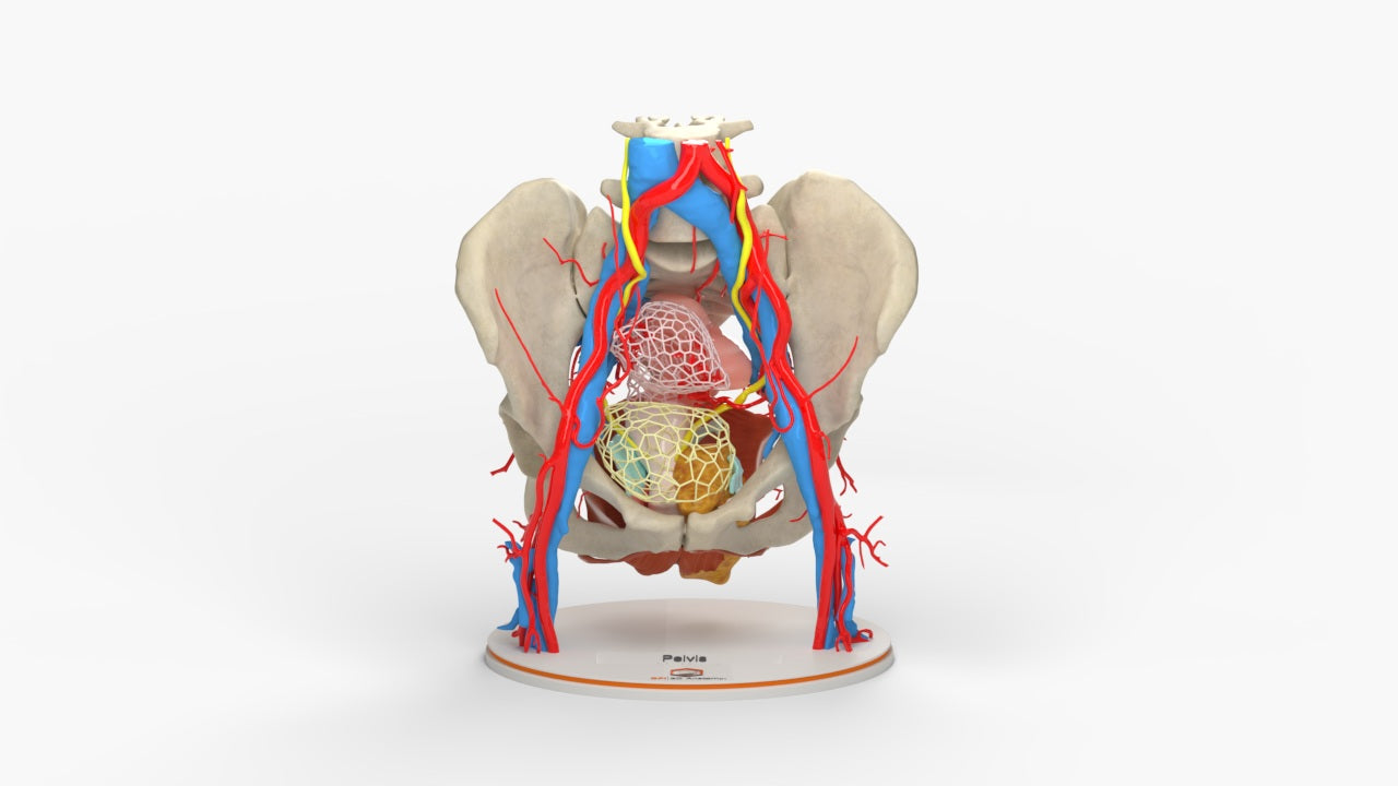 Custom 3D Anatomy Models | Perineal Hernia | Pelvic Floor Dysfunction ...