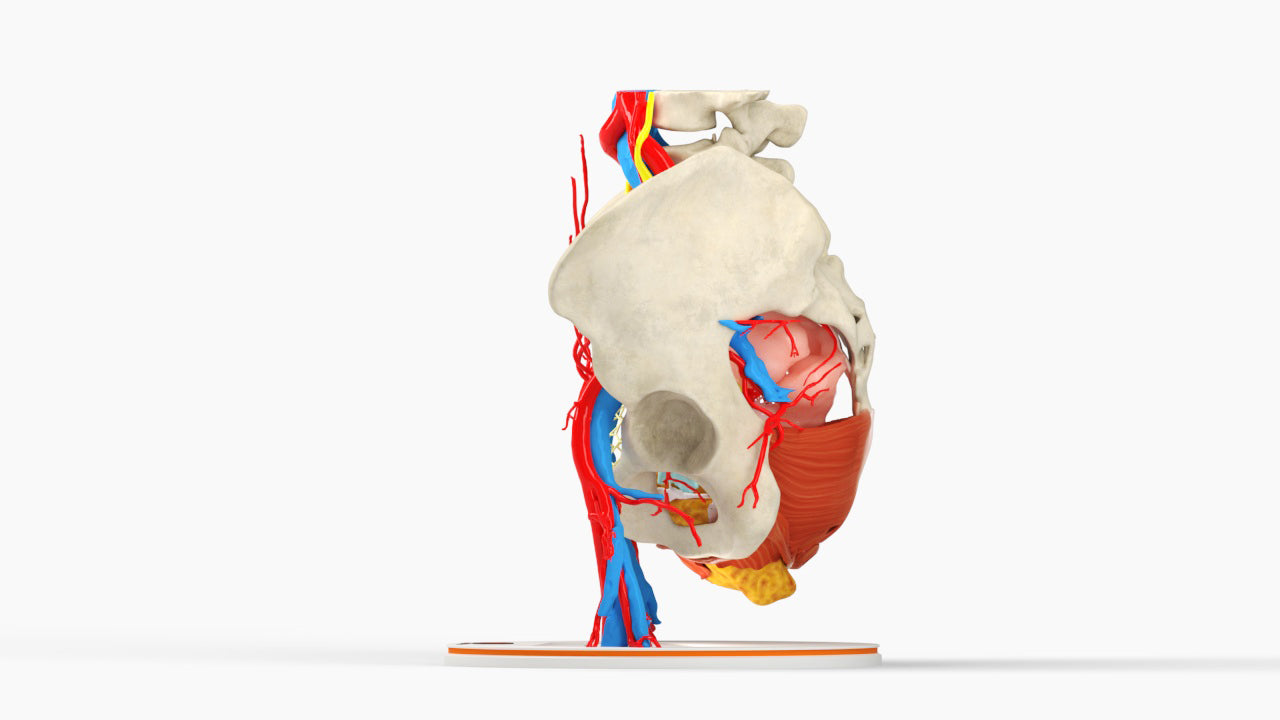 Custom 3D Anatomy Models | Perineal Hernia | Pelvic Floor Dysfunction ...