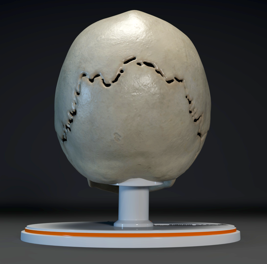 Skull – GPI 3D Anatomy