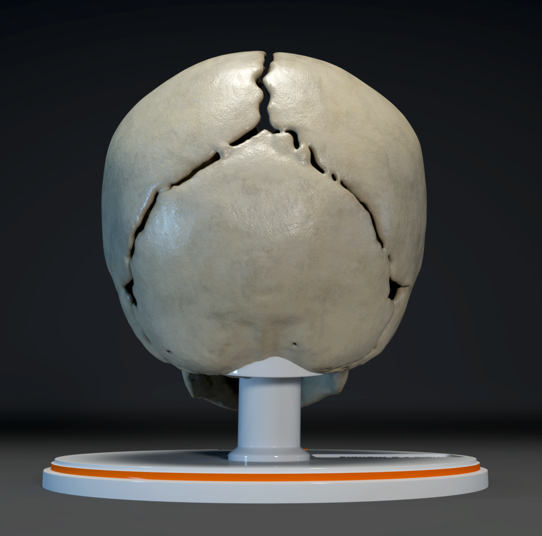 Skull – GPI 3D Anatomy