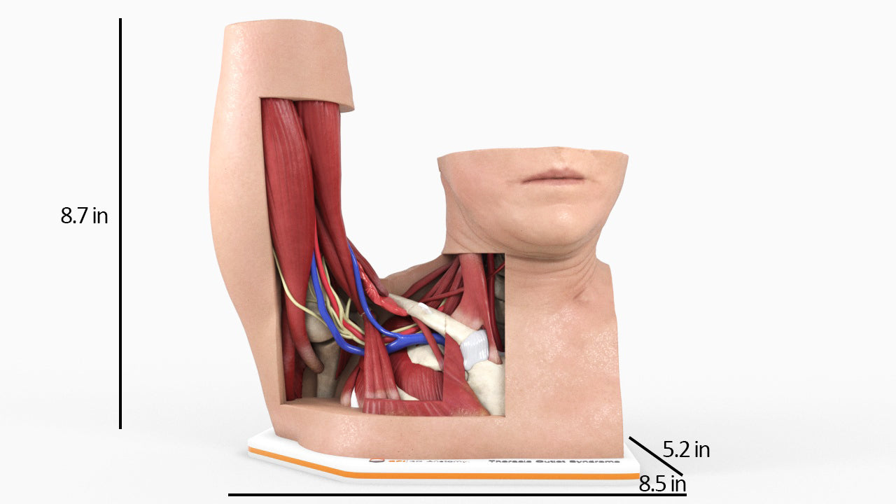 Custom 3D Anatomy Models | Thoracic Outlet Syndrome (TOS) | Thoracic ...