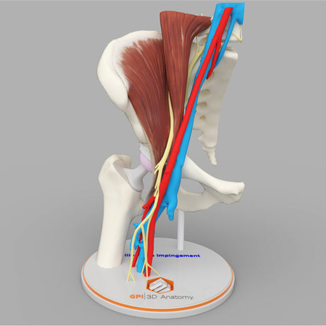 Functions Of The Iliopsoas Muscle Preview 3d Human