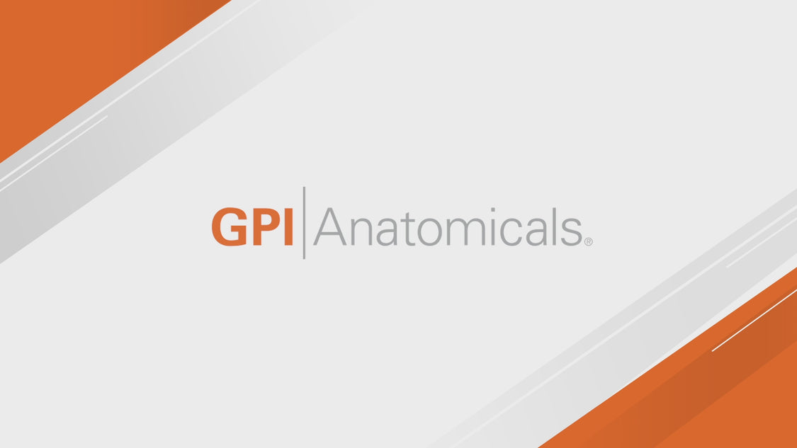 Half Brain Model – GPI 3D Anatomy