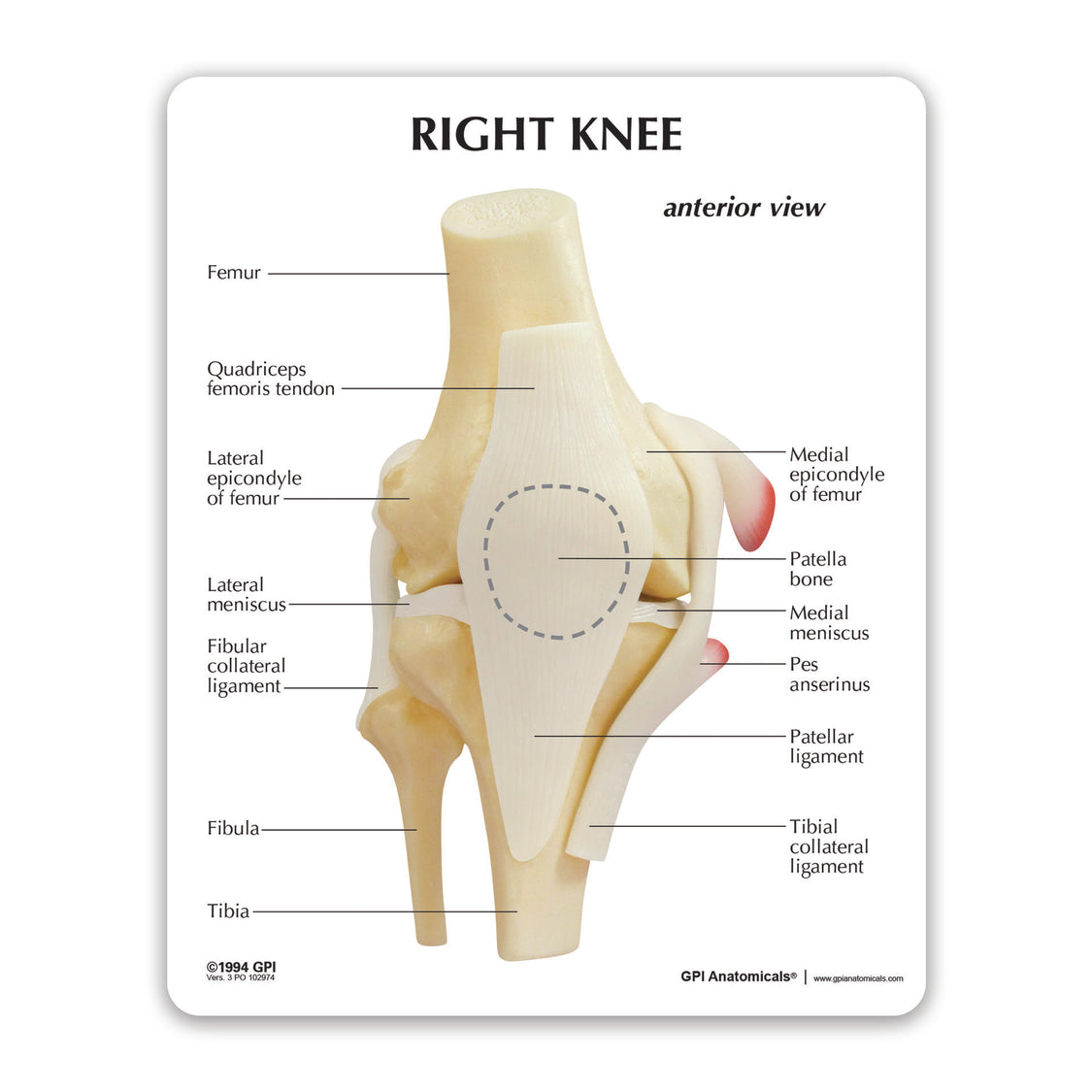 Basic Knee – GPI 3D Anatomy