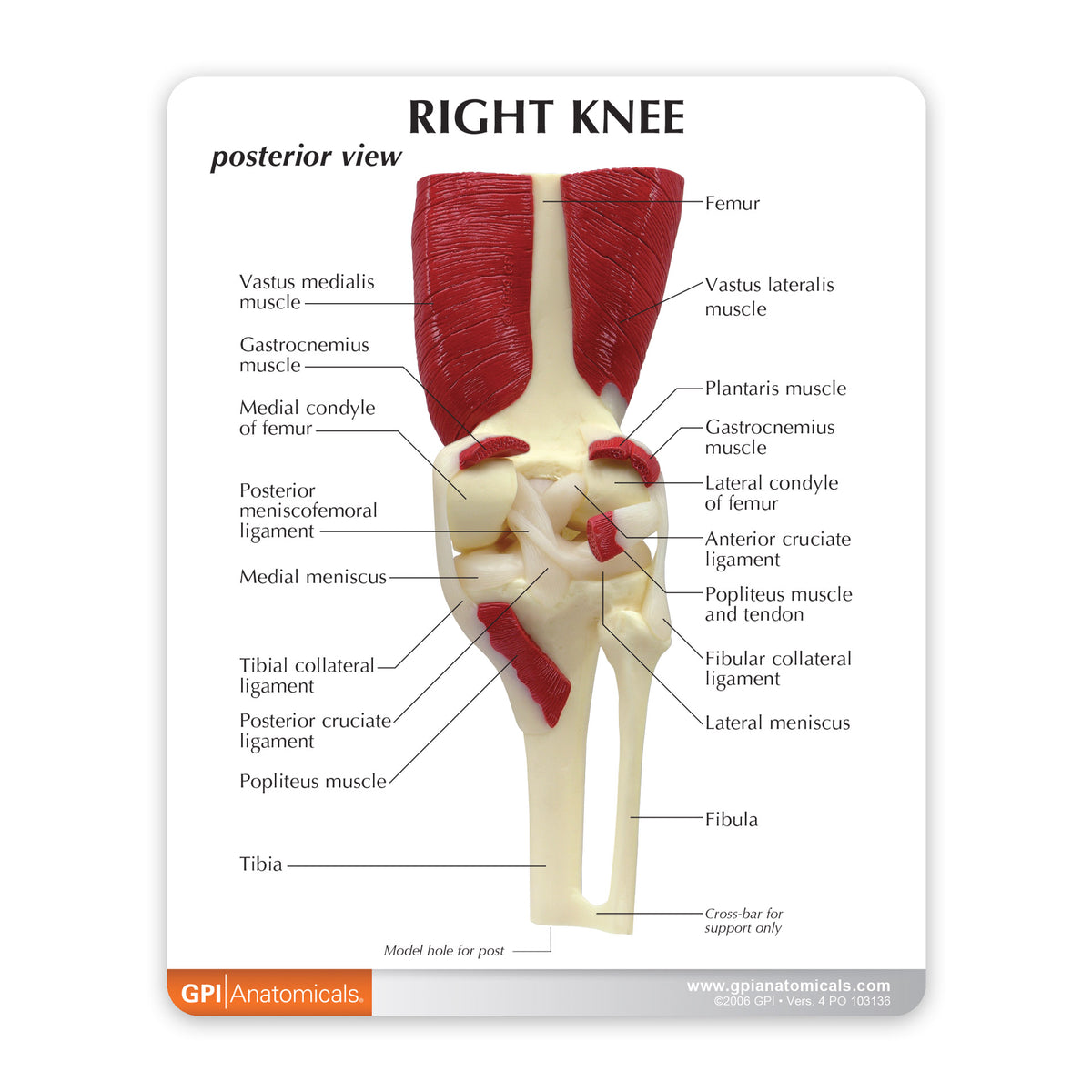Muscled Knee Education Card – GPI 3D Anatomy