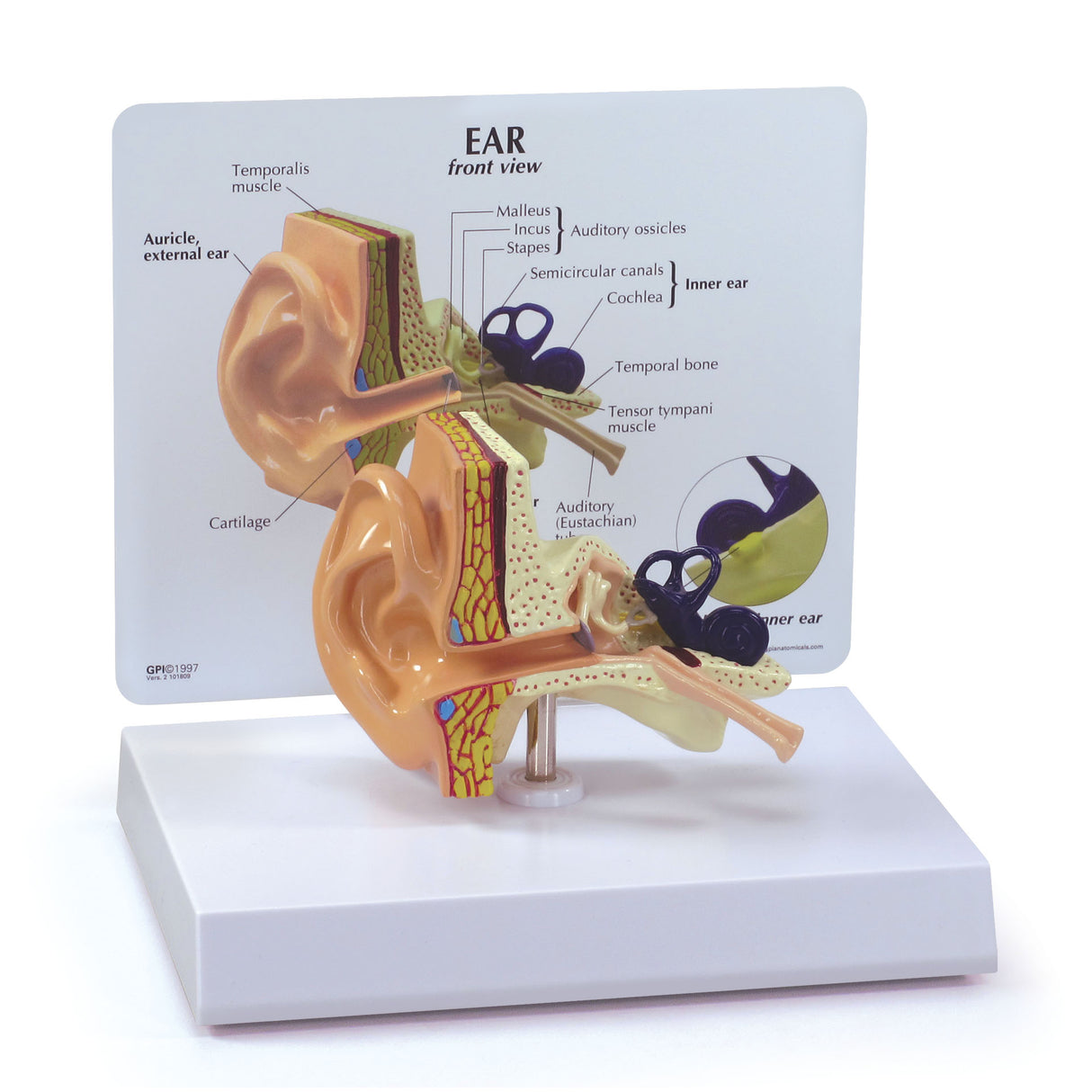 Ear Model – GPI 3D Anatomy